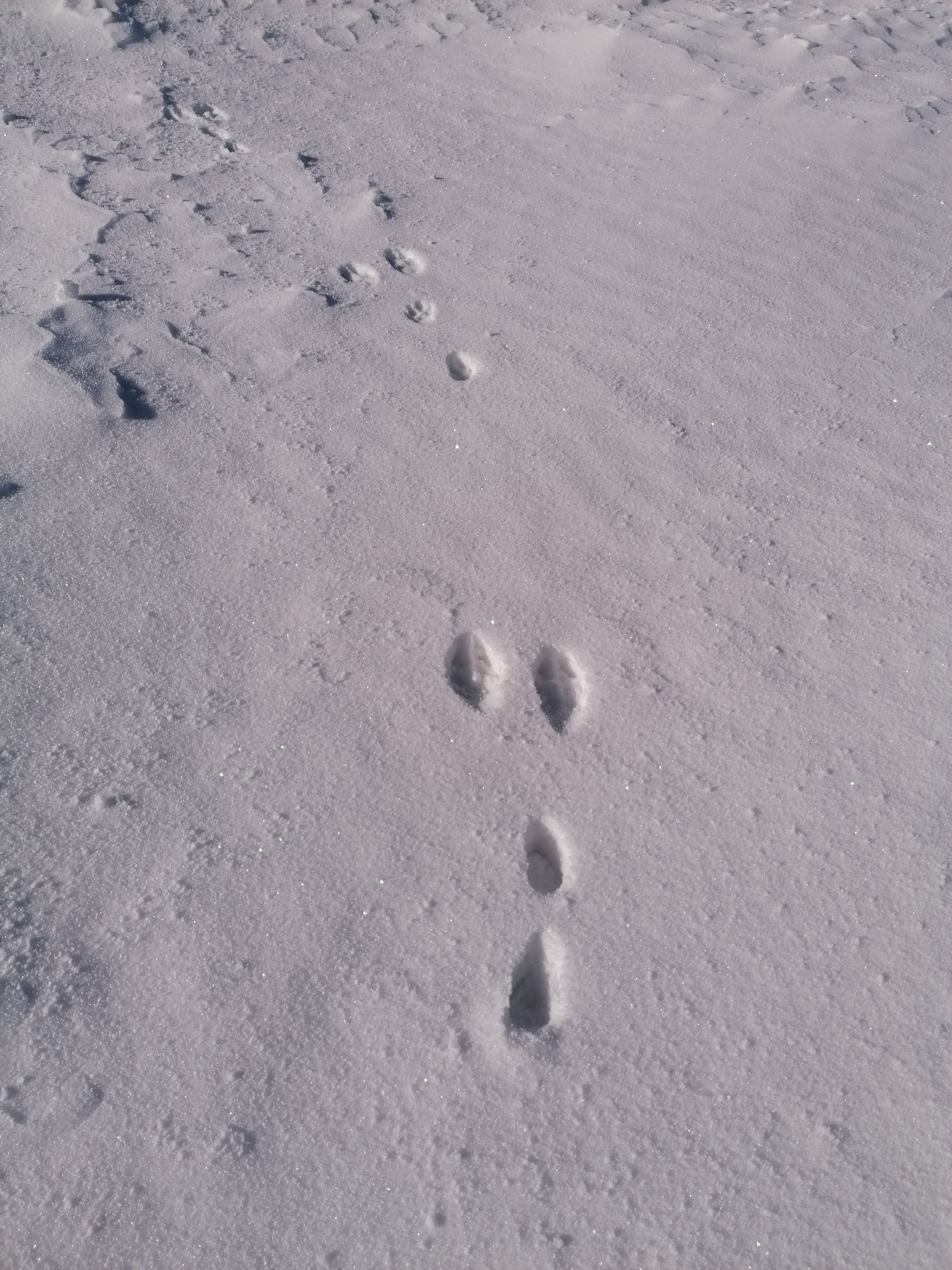 En raquettes sur la trace des animaux