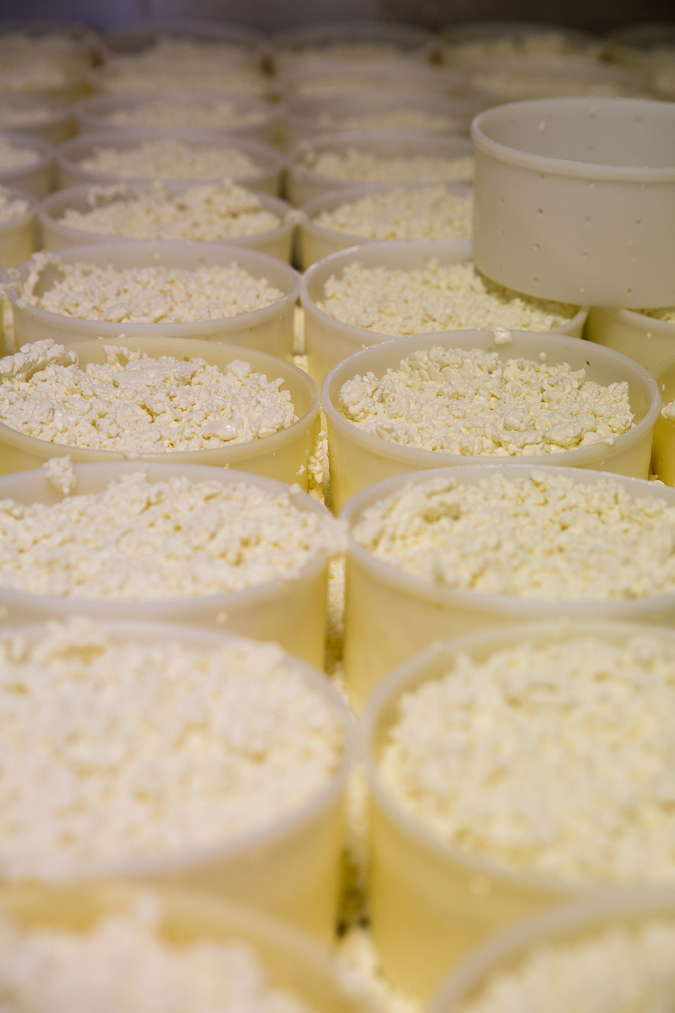 Fabrication de faisselle et visite de la cave d'affinage